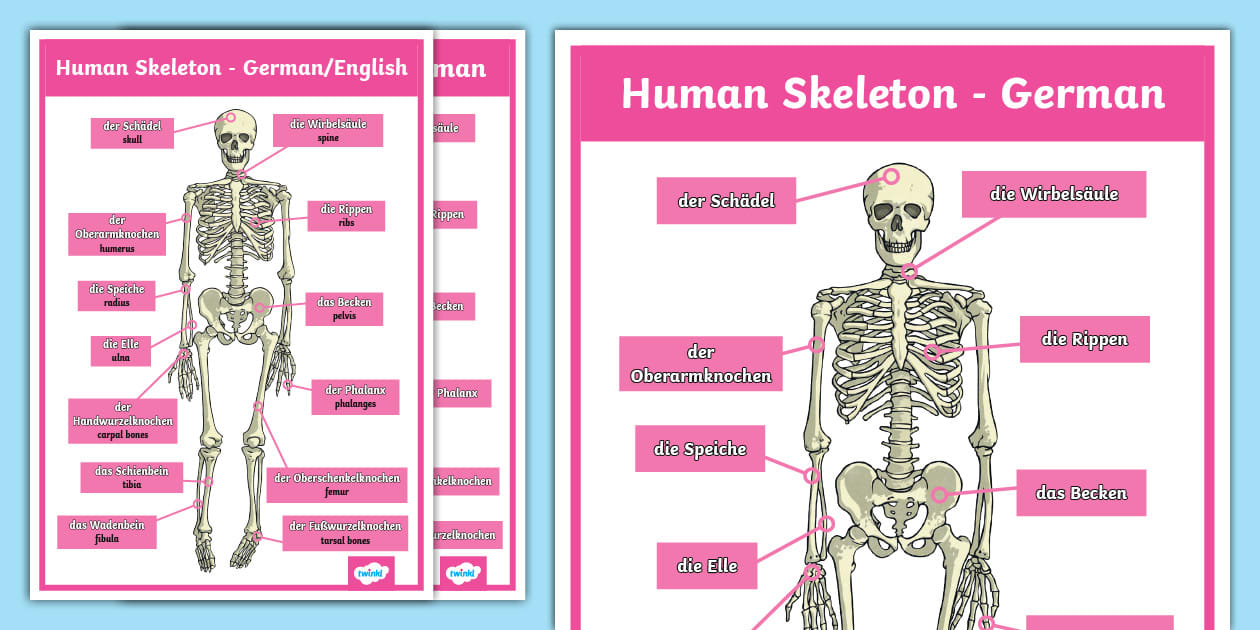 Human Skeleton Labelled Poster - German - Twinkl