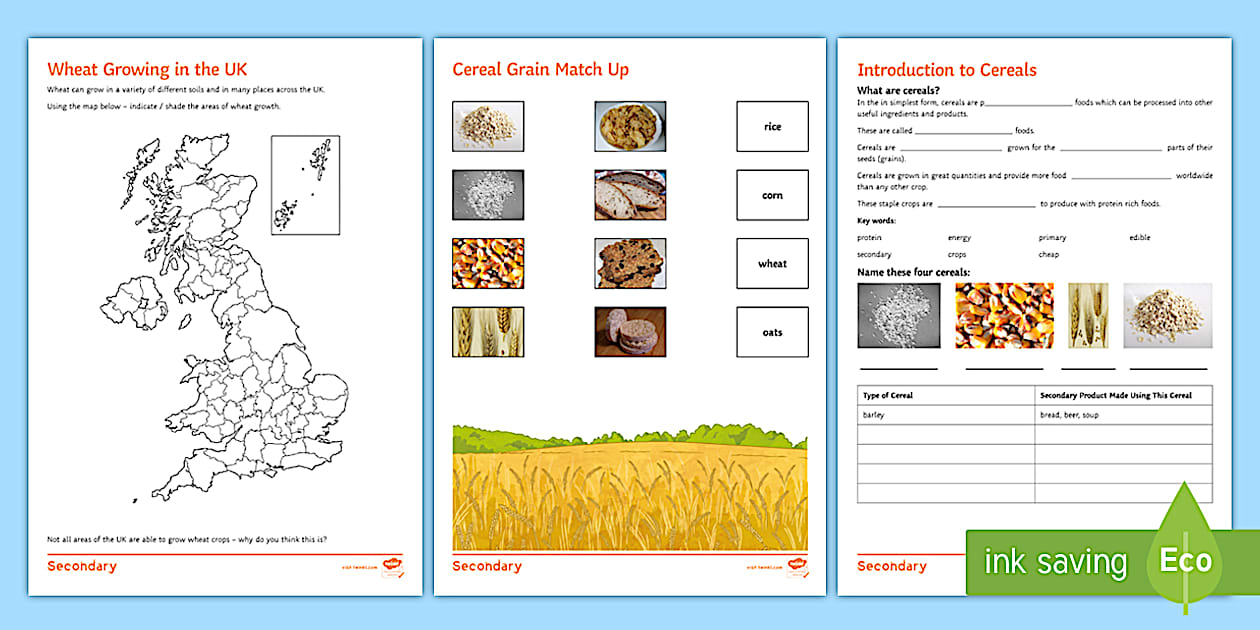 Introduction to Cereals Worksheet / Worksheets - Twinkl