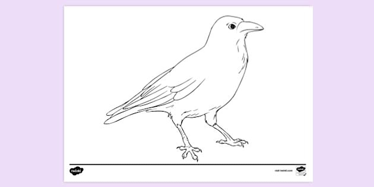 Raven Colouring Sheets | Colouring Pages (teacher made)