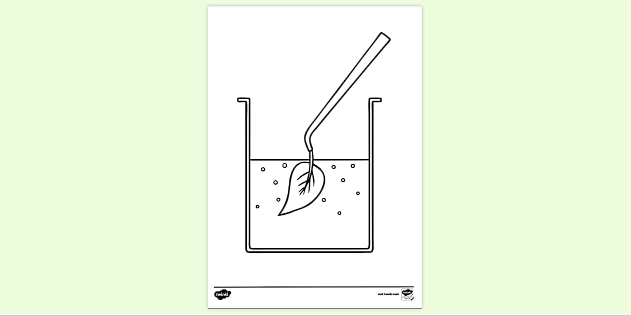Starch Testing Leaves Part Three Colouring Sheet - Twinkl