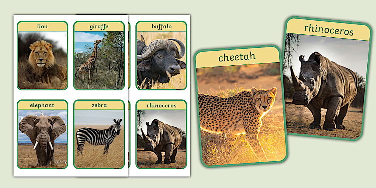 Africa Photo Flashcards (teacher made) - Twinkl