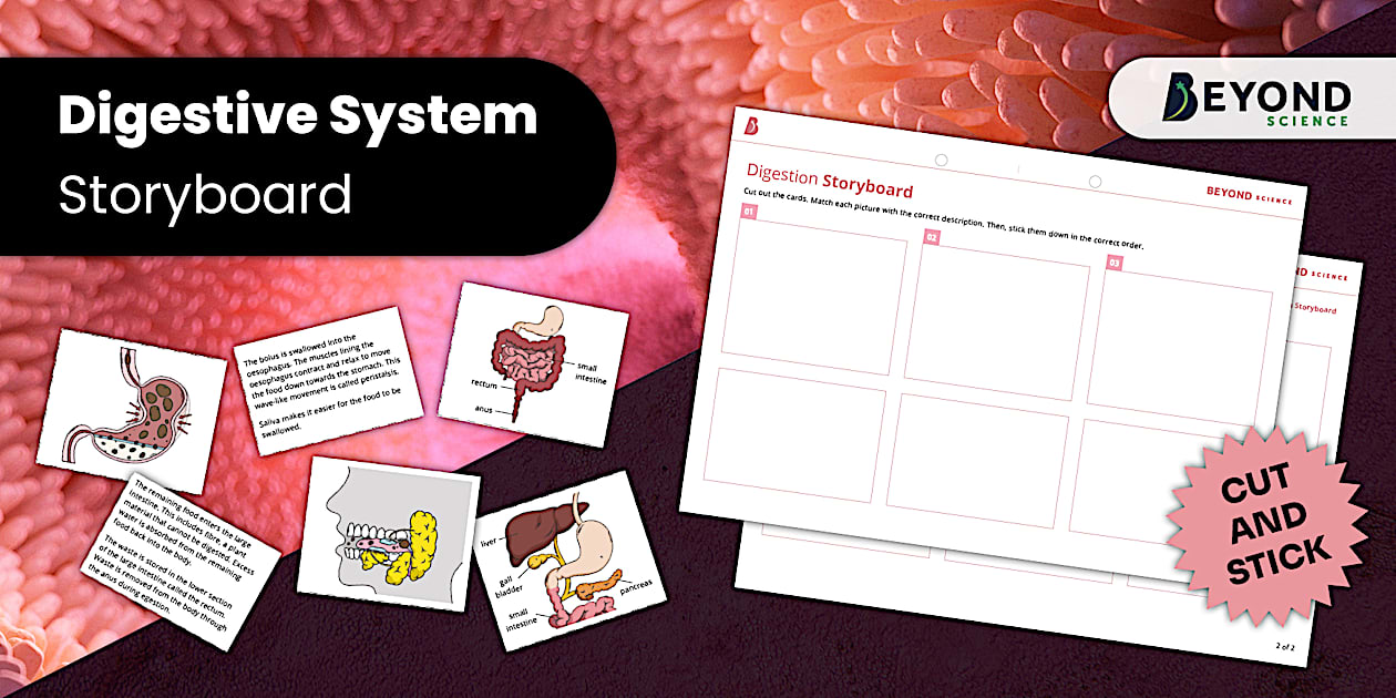 The Digestive System Storyboard | KS3 | Beyond Science