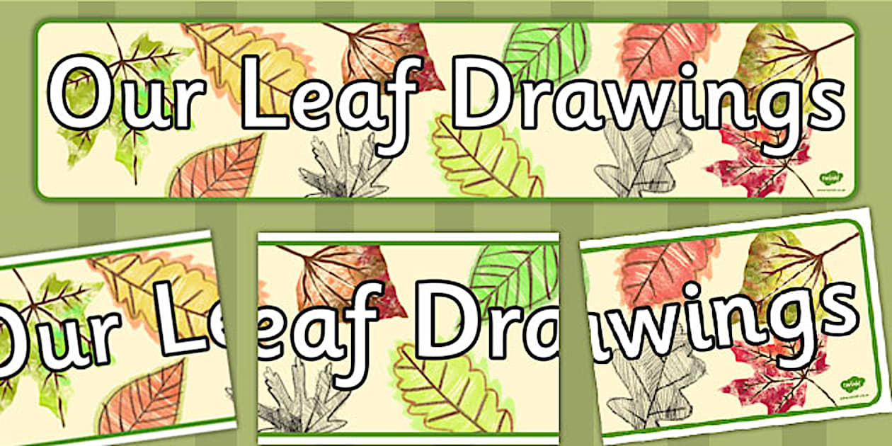 Our Leaf Drawings Display Banner - Twinkl
