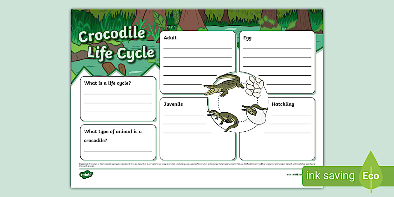 Crocodile Life Cycle Template (teacher made) - Twinkl