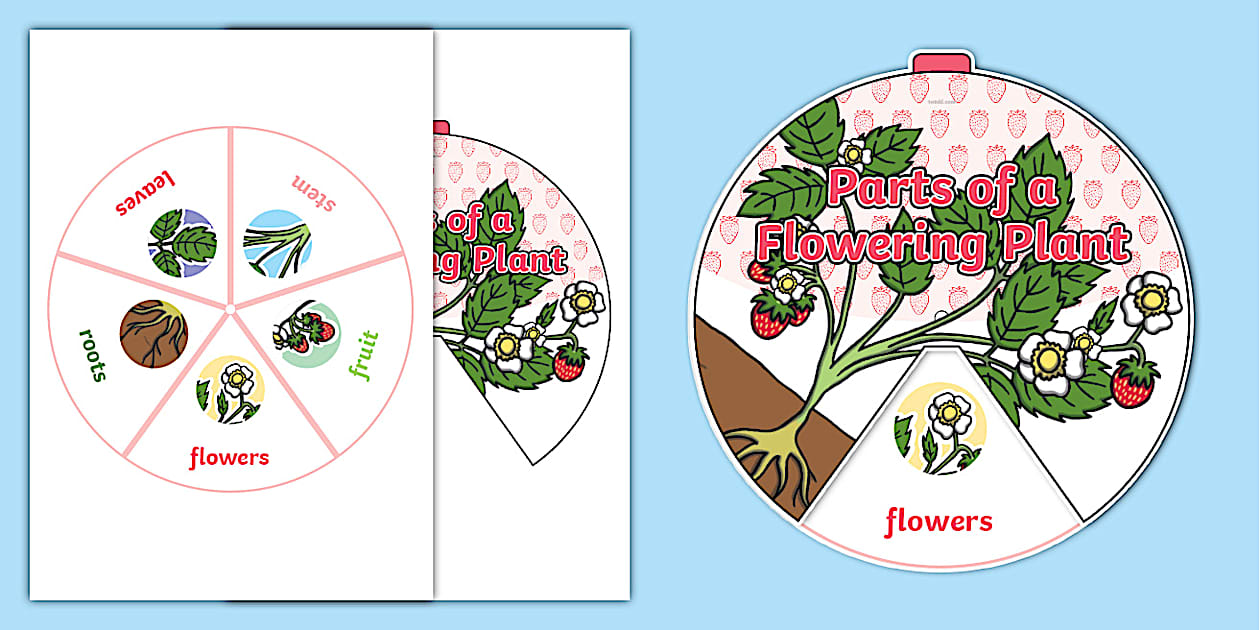 Parts of Flowering Plants Vocabulary Spinner (Teacher-Made)