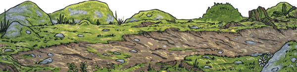 What is a woodland habitat? - Twinkl