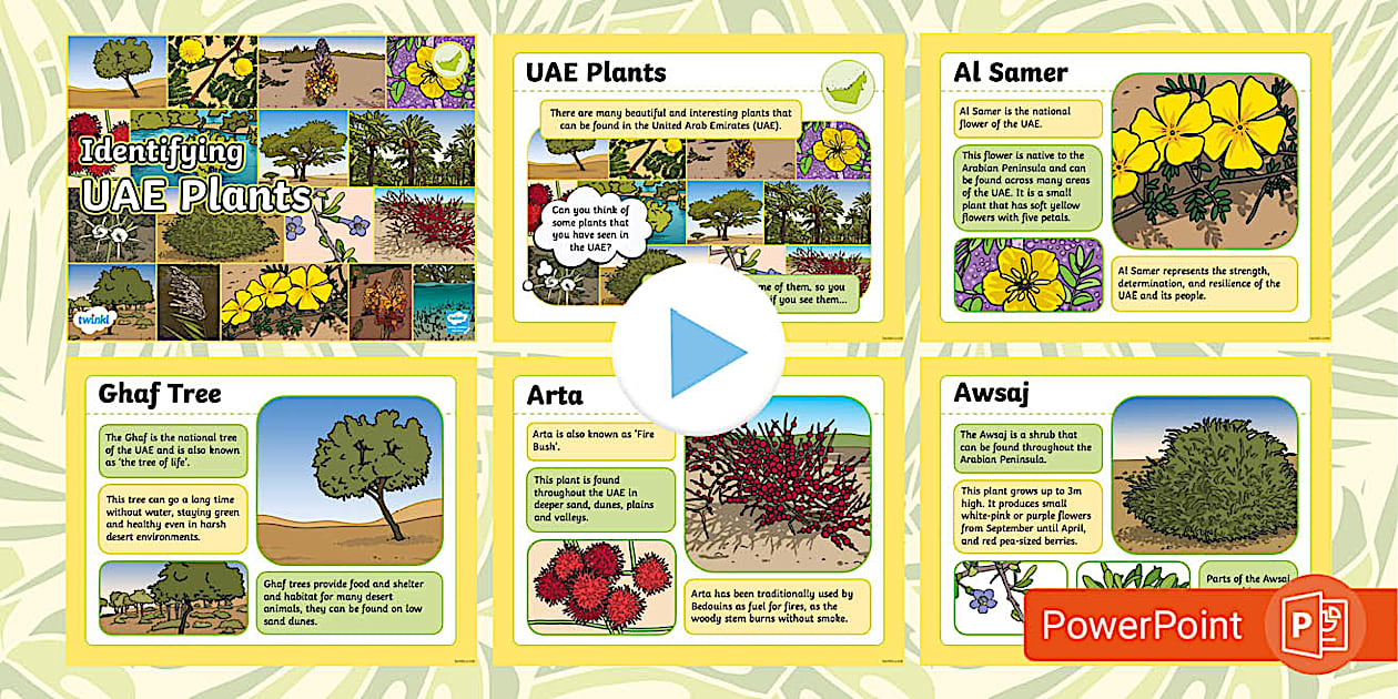 UAE Plants Identification - PPT - Lower Primary - Twinkl