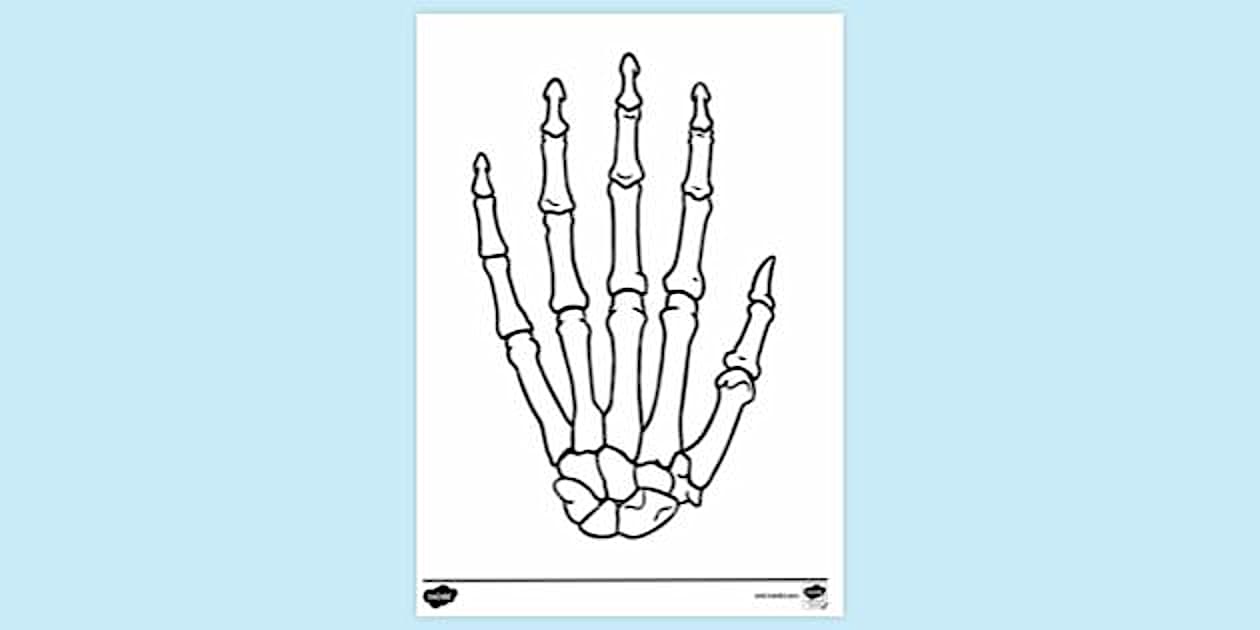 Hand Bones Colouring | Colouring Sheets (teacher made)