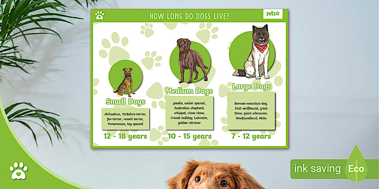 Dog Life Expectancy Chart - Display Poster - Twinkl Pets