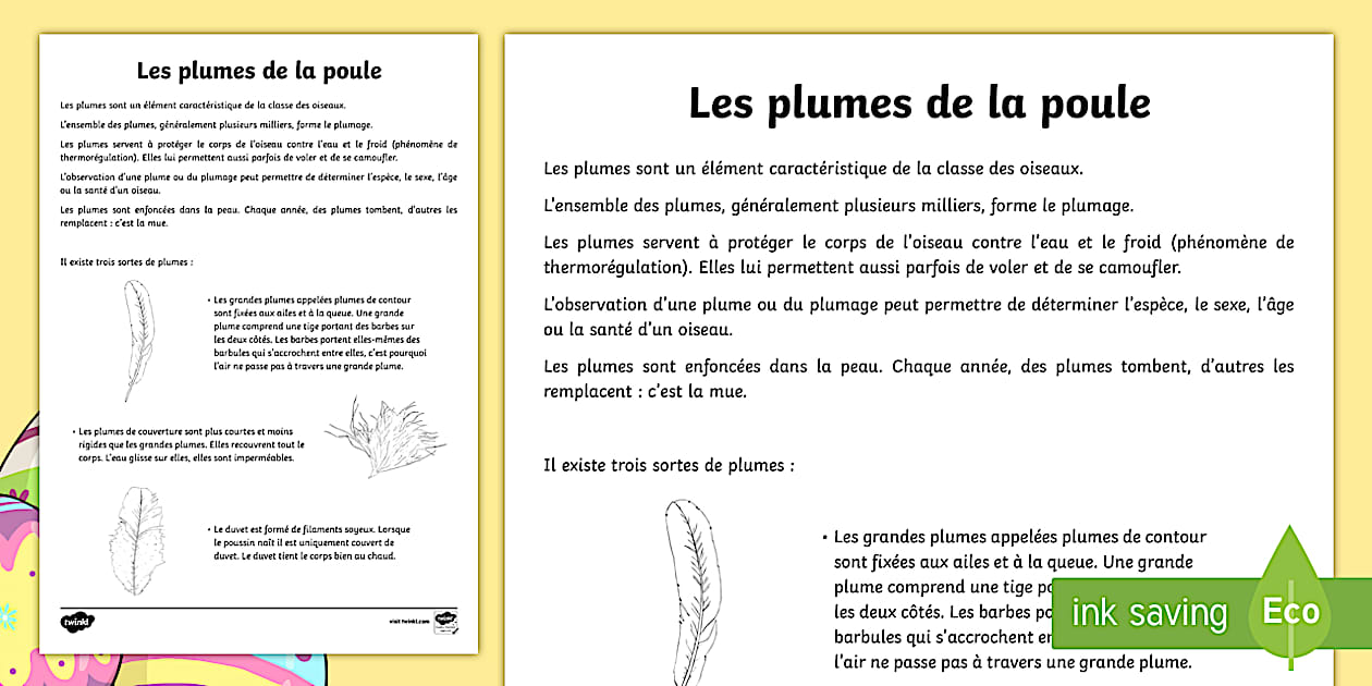 Fiche documentaire : les plumes de la poule (teacher made)