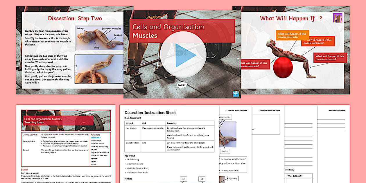 Muscle Contraction PowerPoint - Biology Dissection - Beyond