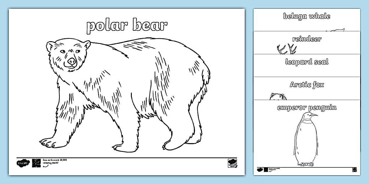 Polar Region Animals Picture and Word Colouring Sheets - KS1