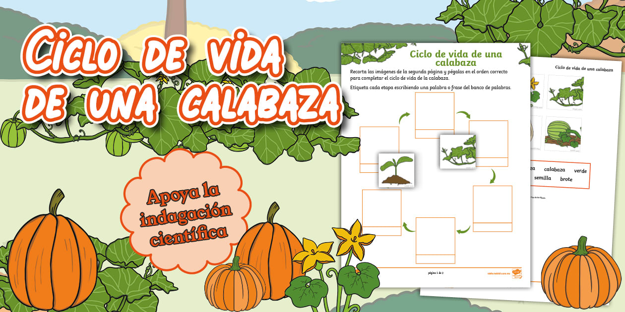 Hoja de actividad: Recortar y pegar - Ciclo de vida de una calabaza