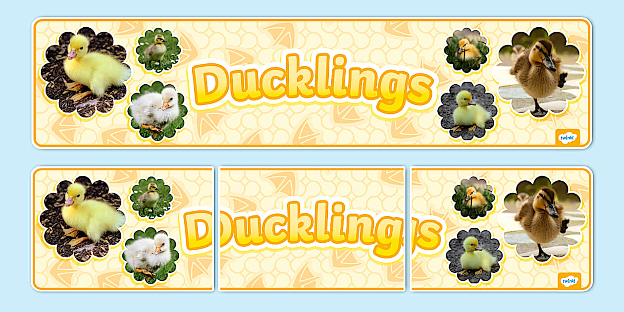 Ducklings Photo Display Banner (teacher made) - Twinkl