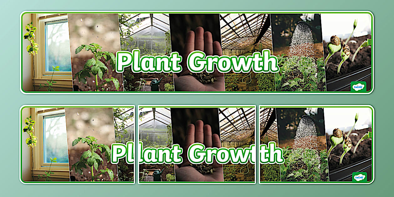Plant Growth Photo Display Banner (professor feito) - Twinkl
