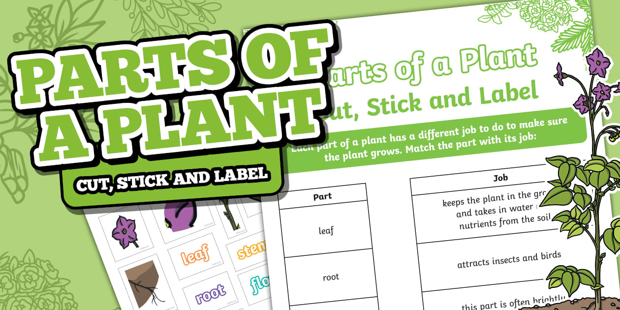 Parts of a Plant Cut, Stick and Label