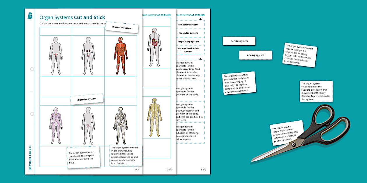 Organ Systems Cut and Stick Beyond Science - Twinkl