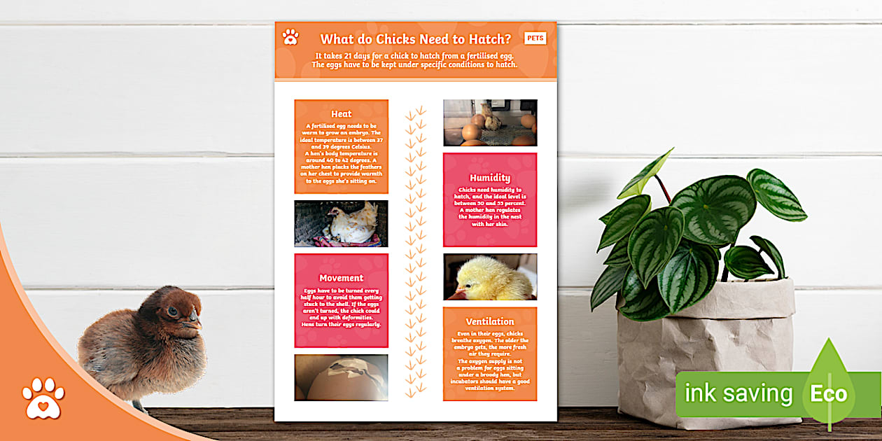 What do Chicks Need to Hatch? - Information Sheet - Chicken