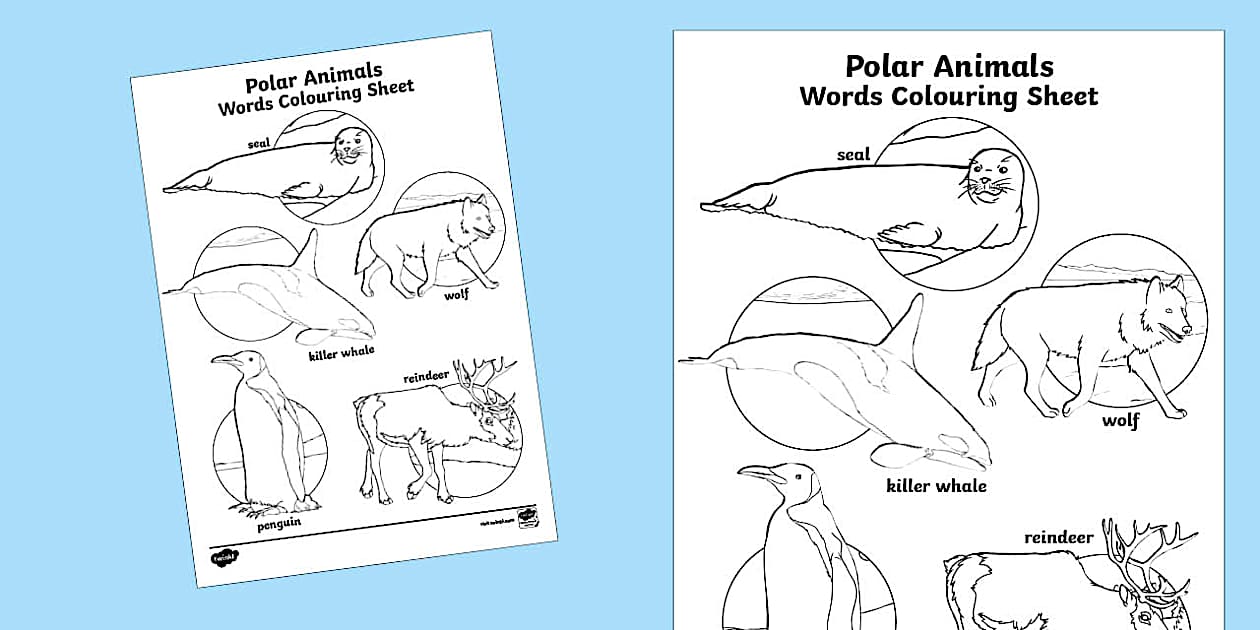 Polar Animals Words Colouring Sheet (teacher made) - Twinkl