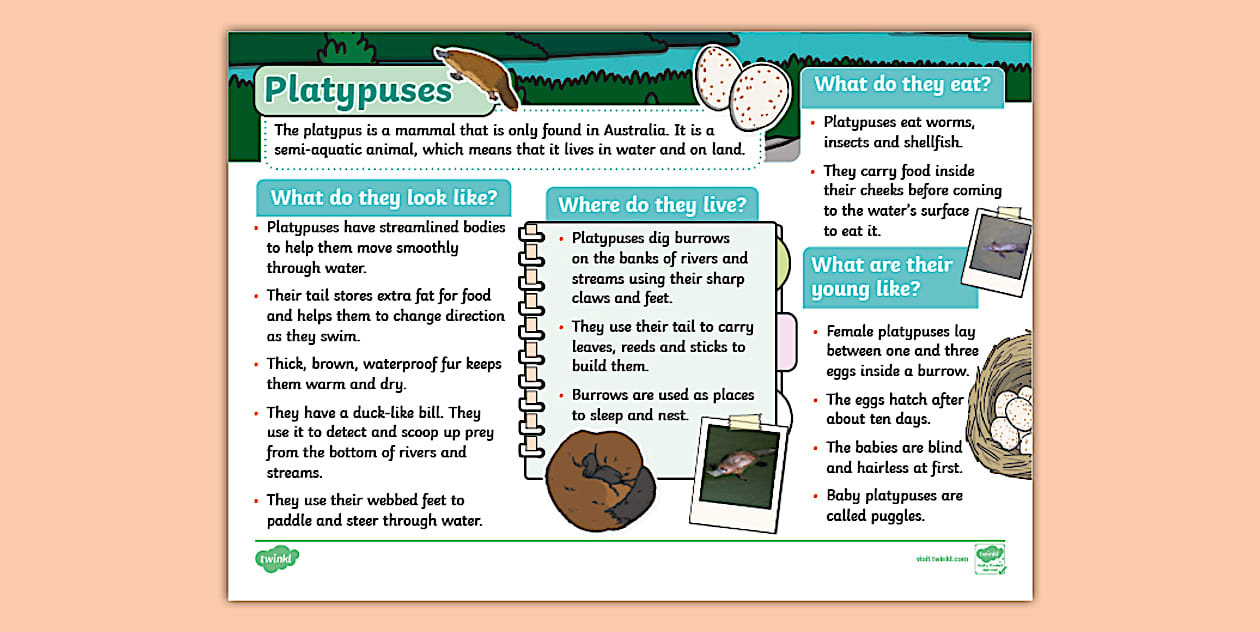 KS1 Platypus Fact File (teacher made) - Twinkl