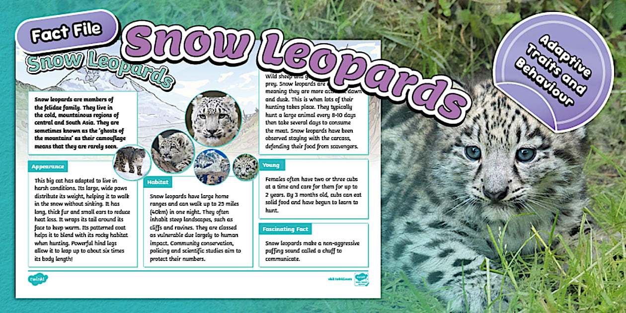 KS2 Snow Leopard Fact File