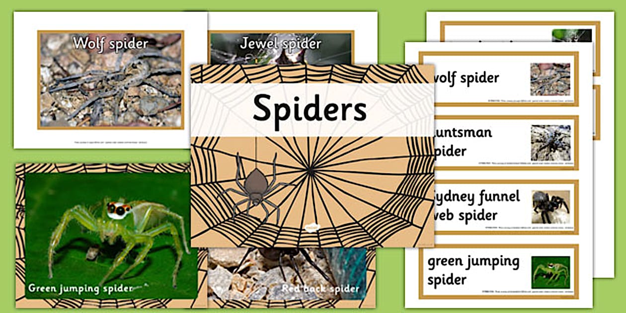 Australian Spiders pack (teacher made) - Twinkl