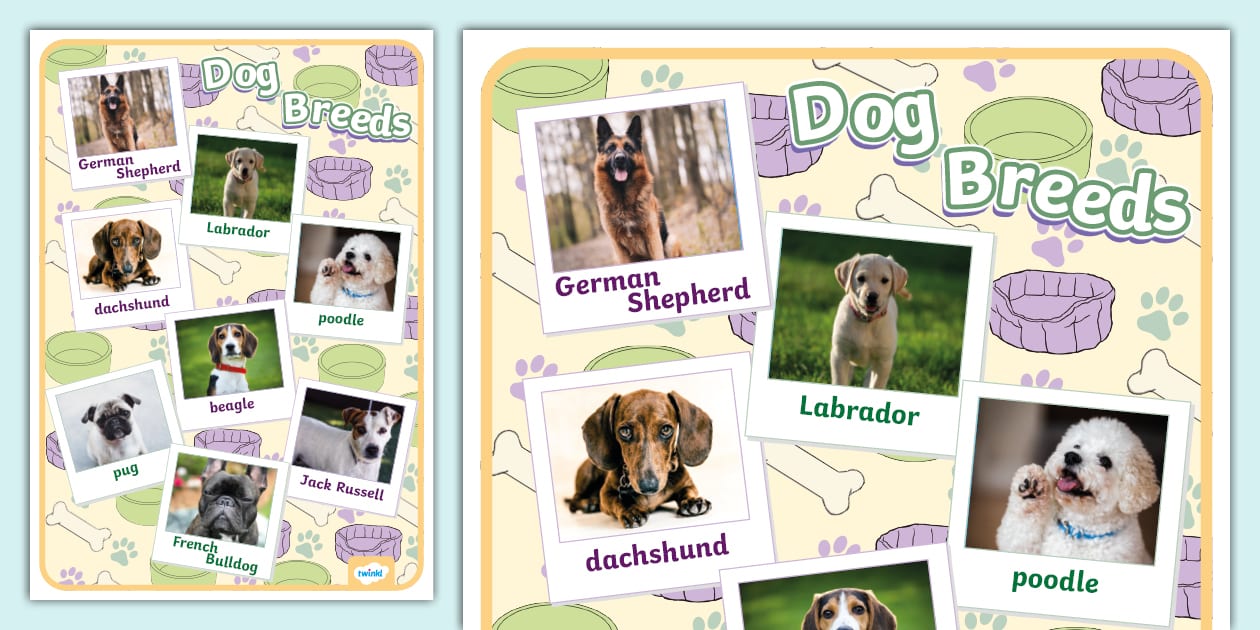Dog Breeds Poster (Teacher-Made) - Twinkl