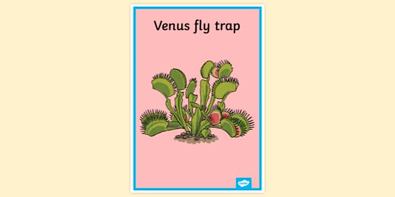 Venus Fly Trap Poster | Display Posters | Primary Resources