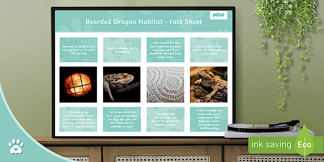 Bearded Dragon Habitat - Fact Sheet - Lizard - Twinkl Pets