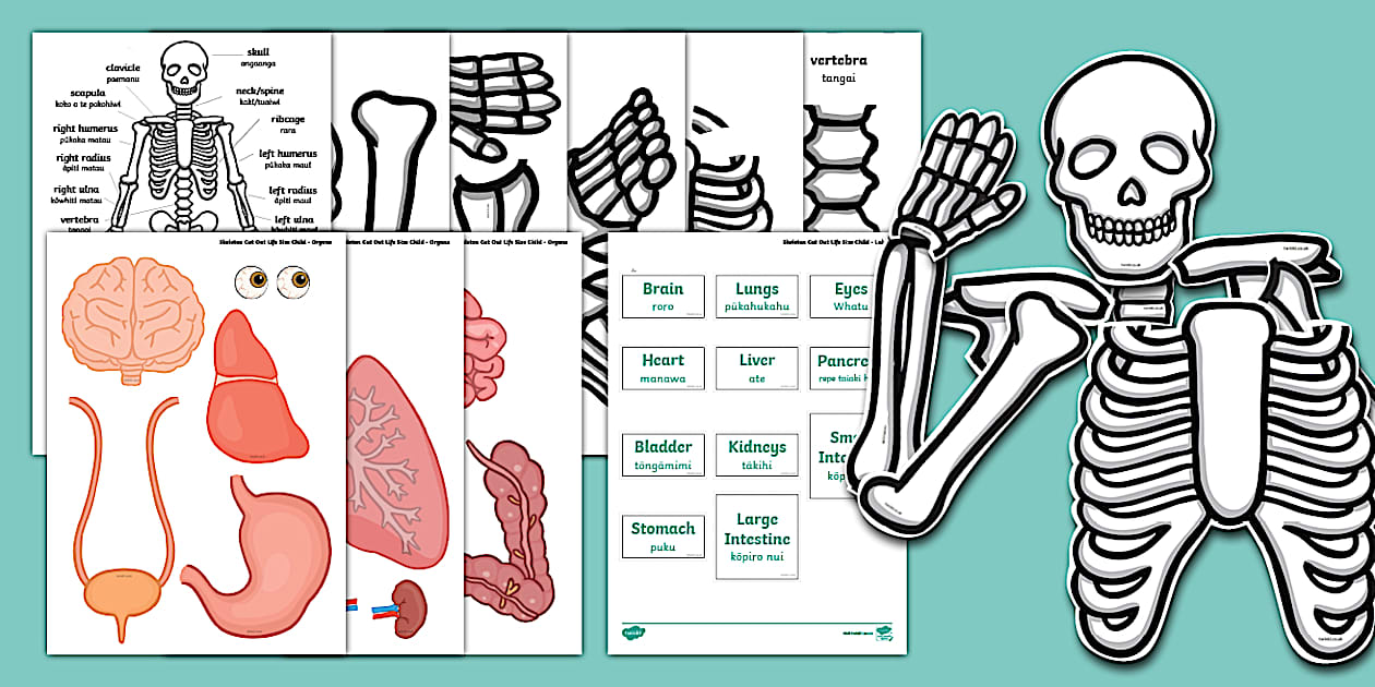Skeleton Cut-out in te reo Māori and English - Twinkl