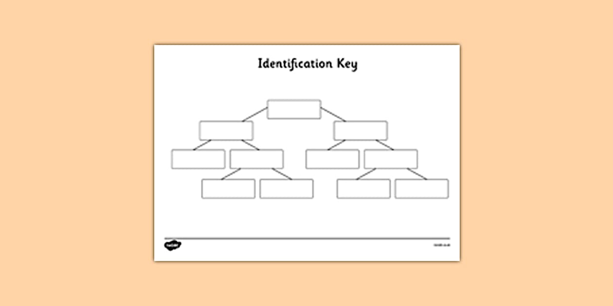 Editable Yes, No Identification Key Template (teacher made)