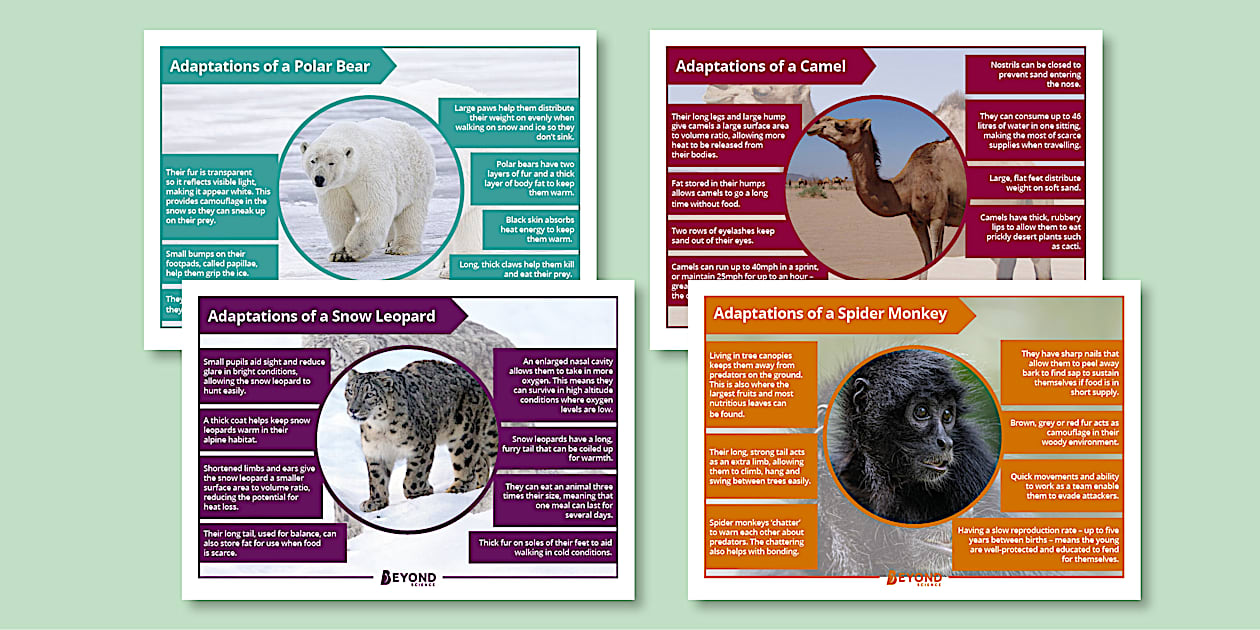 Animal Adaptations Display Posters - Twinkl