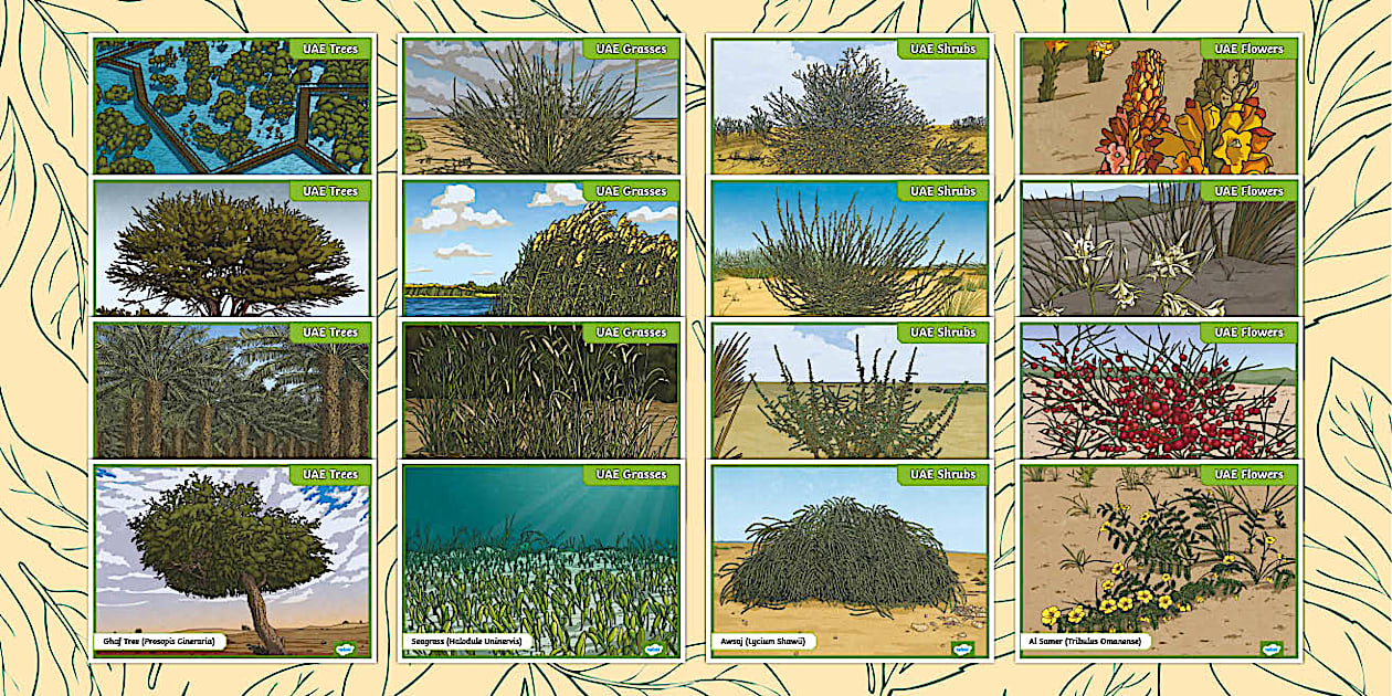 UAE Plants - Illustrated Posters