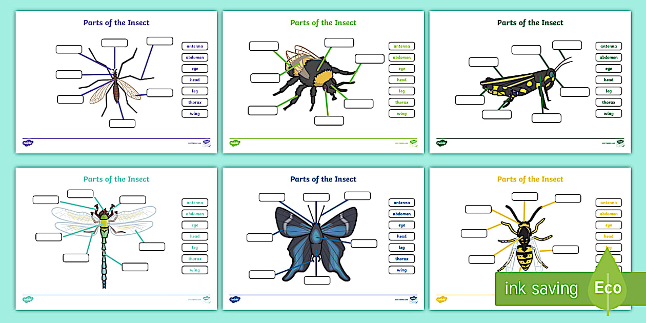 Editable Parts of the Insect Worksheets (teacher made)