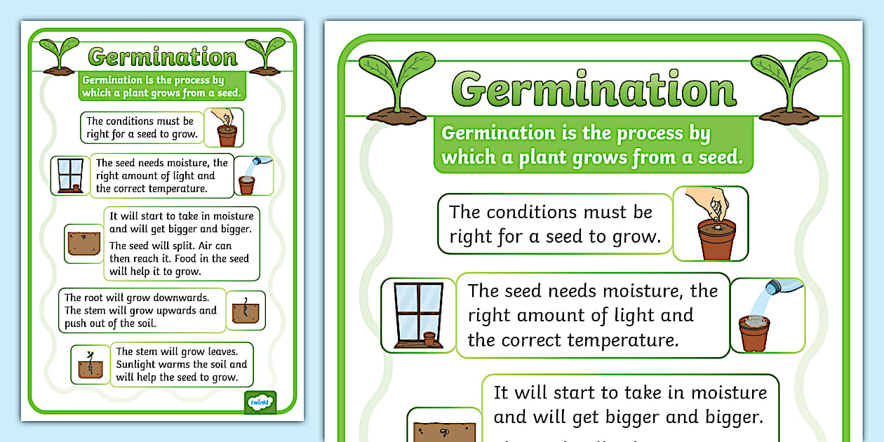 Germination Display Poster - Twinkl - KS1 - Twinkl