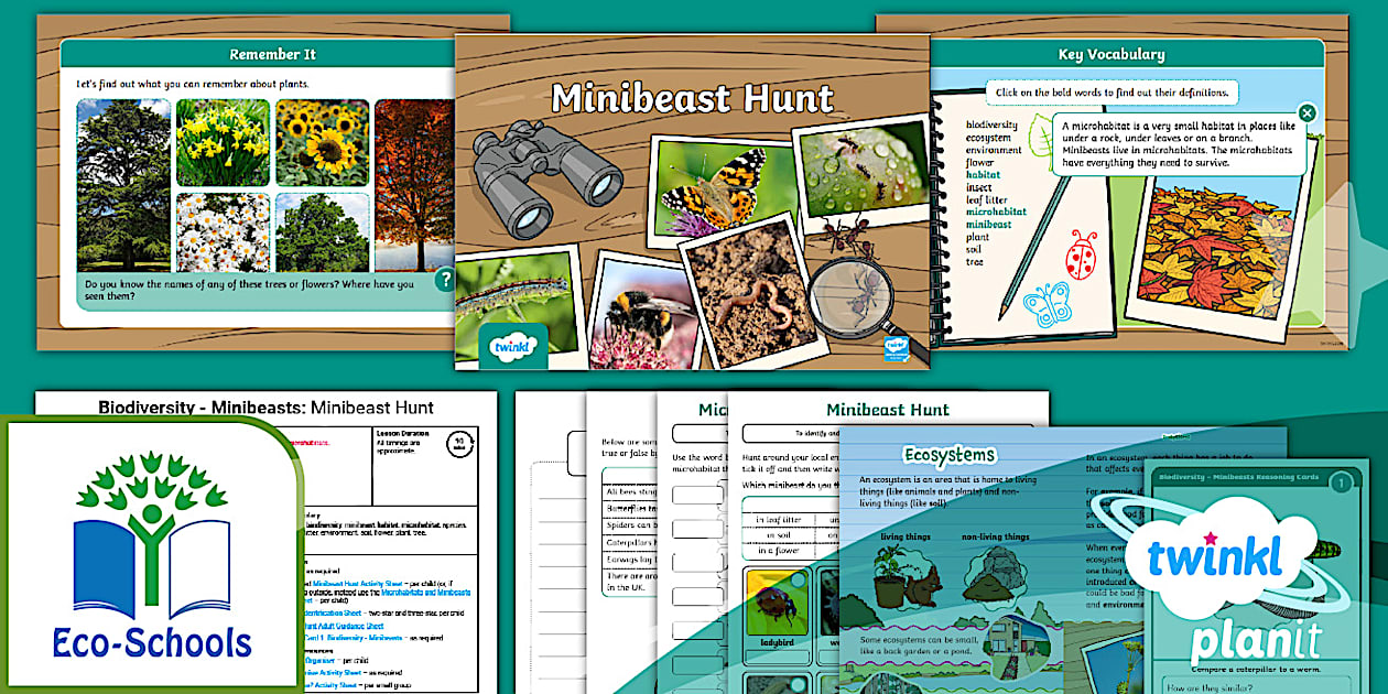 Minibeast Hunt Lesson Plan KS1 | Science | Biodiversity