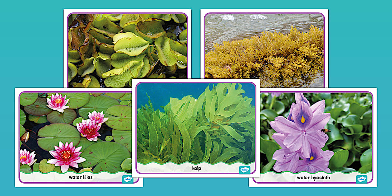 Marine Plant Photos