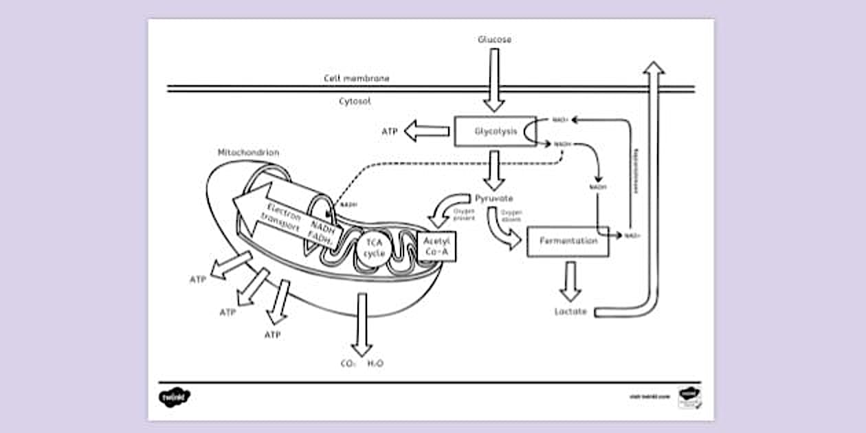 Cellular Respiration Colouring Sheet | Colouring Sheets