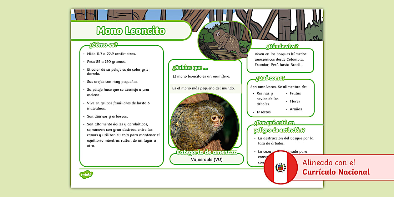Texto informativo: Mono leoncito (Teacher-Made) - Twinkl Texto informativo: Mono leoncito (Teacher-Made) - Twinkl