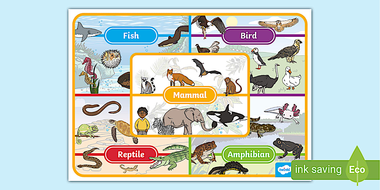 Animals Display Poster (teacher made) - Twinkl