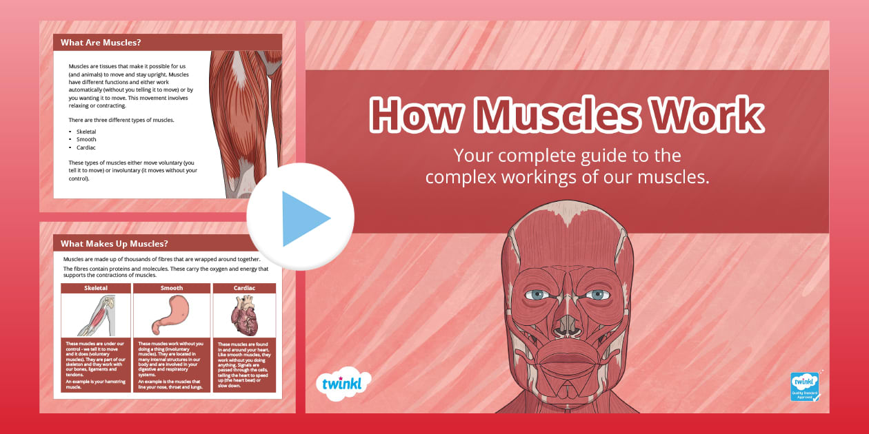 How Muscles Work PowerPoint Presentation for Students