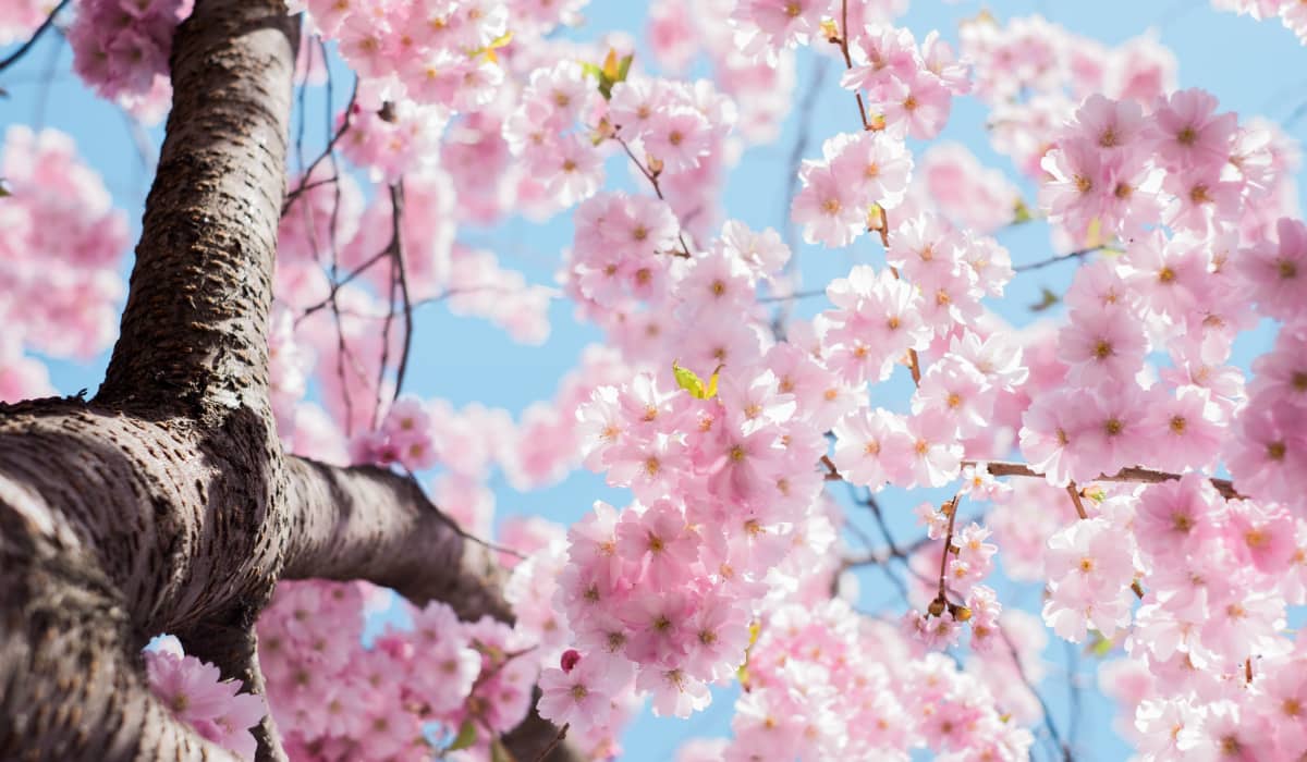 When Does Spring Begin? - Twinkl NewsRoom - Twinkl