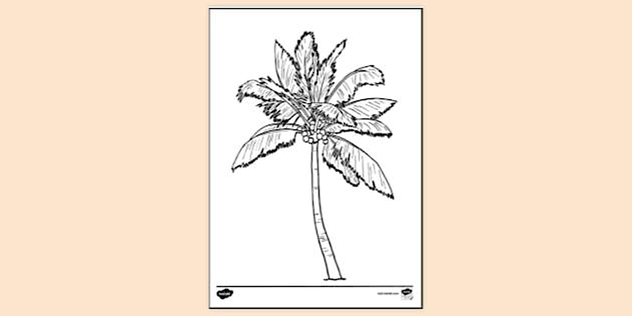 Coconut Tree Colouring | Colouring Sheets (teacher made)