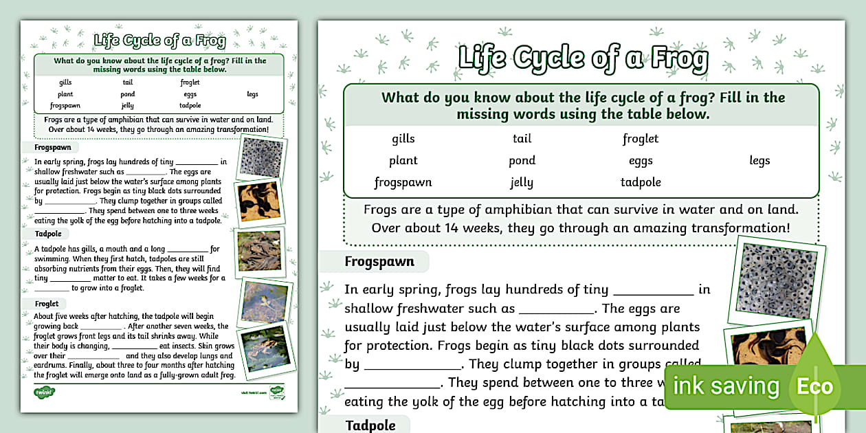 Life Cycle of Frogs Cloze Worksheet (teacher made) - Twinkl