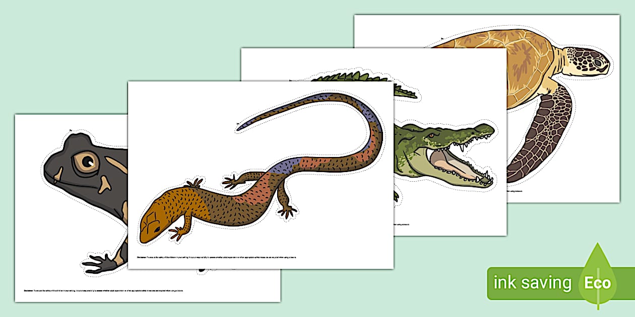 Reptile Display Cut-Outs (teacher made) - Twinkl