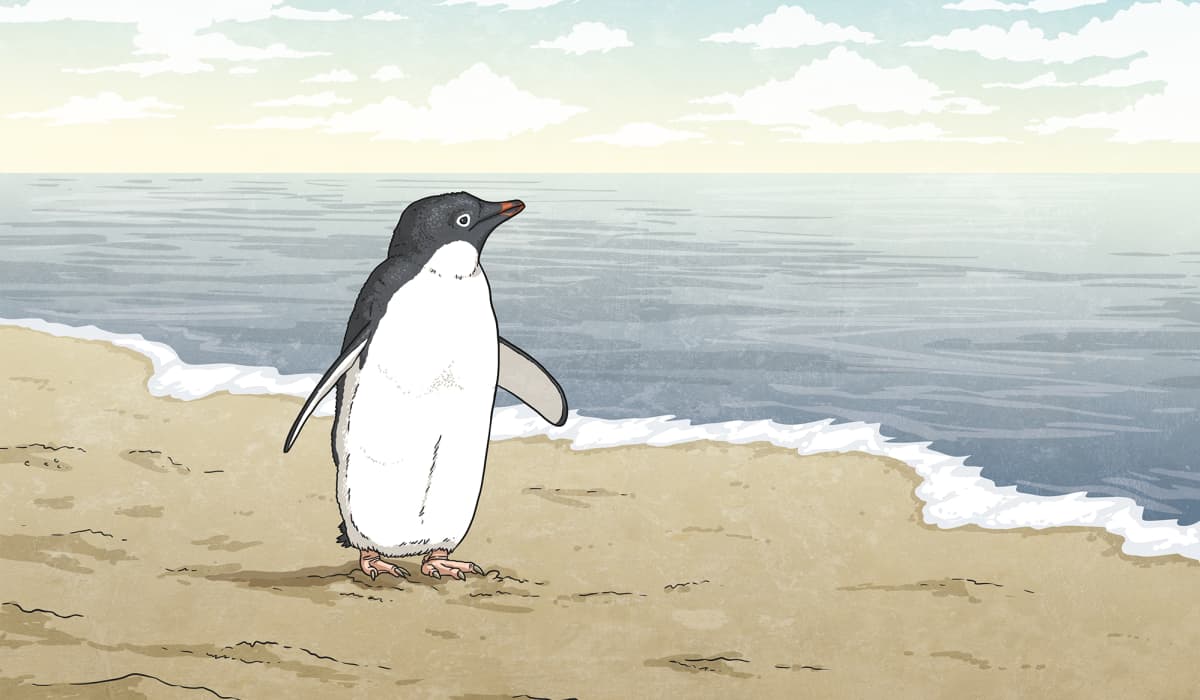 Penguin Lost in New Zealand - Twinkl NewsRoom - Twinkl