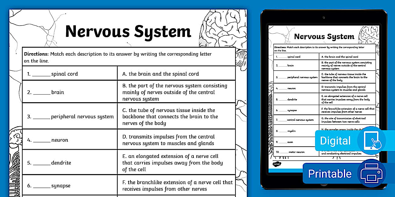 Worksheet on the Nervous System | 6th-8th Grade | Twinkl USA