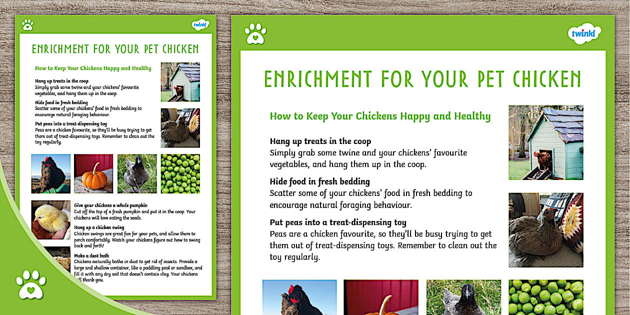 Pet Chicken Enrichment - Information Sheet - Twinkl Pets