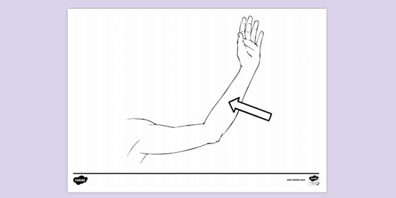 Arm Labelled Colouring Sheet (teacher made) - Twinkl