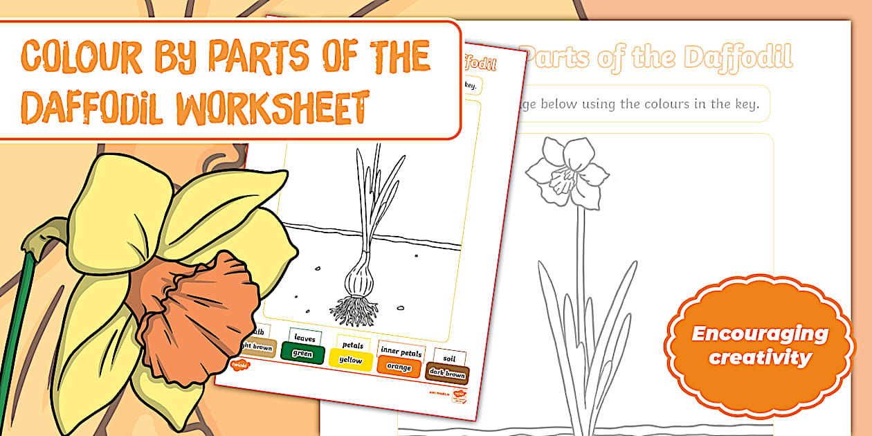 * NEW * Colour by Parts of the Daffodil Worksheet